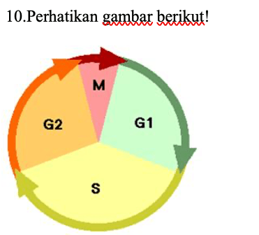 Siklus Sel Tahapan Siklus Sel Kontrol Pemelahan Sel Dan Mekanisme Sel