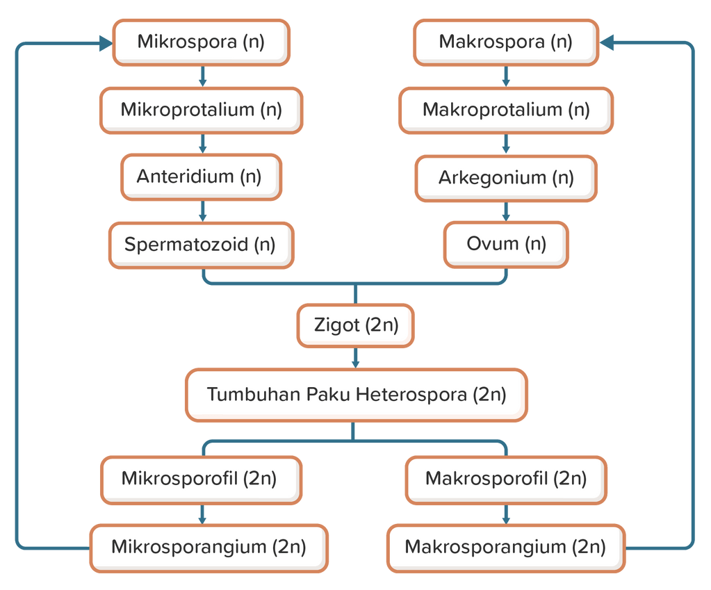 Spermatozoid dan ovum berturut-turut ditunjukkan o...