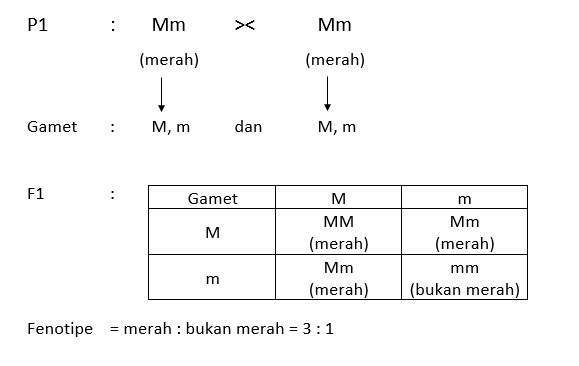 Jika bunga merah heterozigot disilangkan dengan bu...