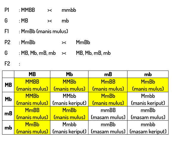 Persilangan antaratumbuhansalak manis mulus (MMBB)...