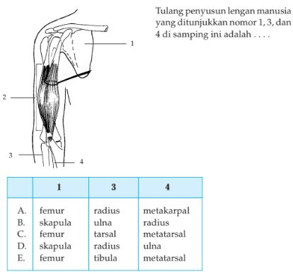 Tulang penyusun lengan manusia yang ditunjukkan no...