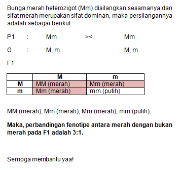 Bunga merah heterozigot (Mm) disilangkan sesamanya...