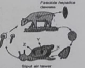 perhatikan daur hidup Fasciola hepatica berikut: f...