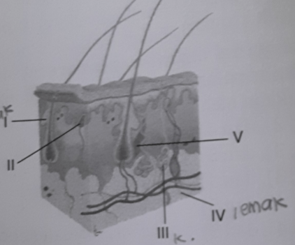 Perhatikan gambar struktur kulit berikut! Salah s...