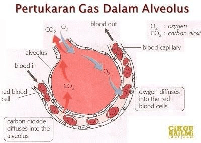 Bagaimanakah proses terjadinya pertukaran gas pada...