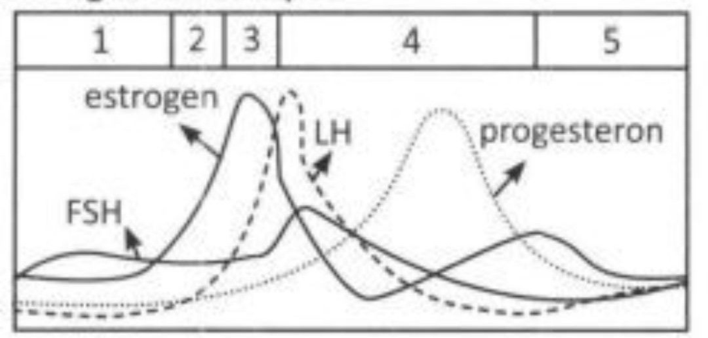 perhatikan diagram siklus menstruasi pada wanita b...