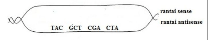 Perhatikan untai DNA berikut! Jika terjadi transkr...