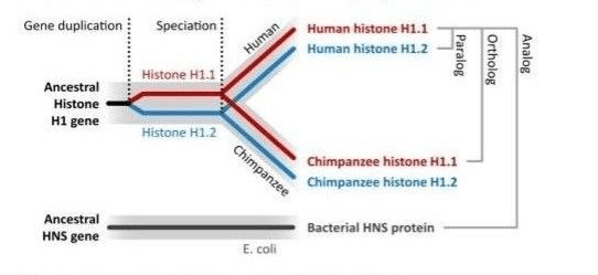Tidak hanya ditemukan pada struktur fisik, homolog...