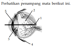 Bagian yang berfungsi menggerakkan bola mata adala...