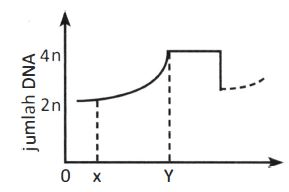 Grafik di bawah ini memperlihatkan kandungan DNA s...