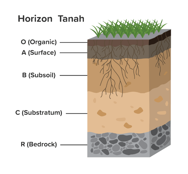 perhatikan horison tanah berikut! lapisan yang me...