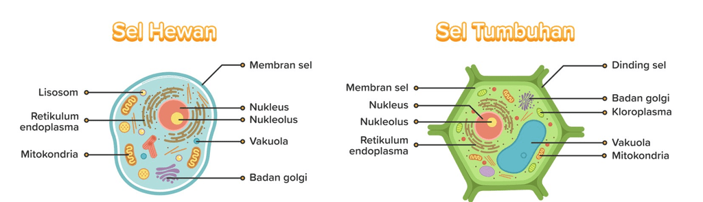 gambarkan retikulum endoplasma dan fungsinya... gambarkan retikulum endoplasma dan fungsinya...