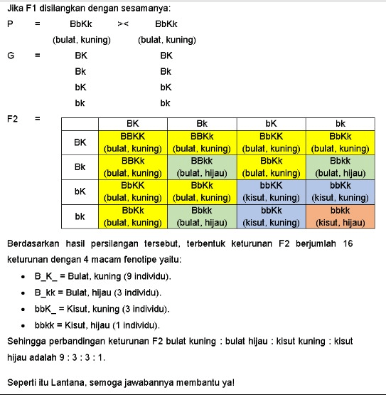 Persilangan antara bijiii bulat kuning (BBKK) deng...