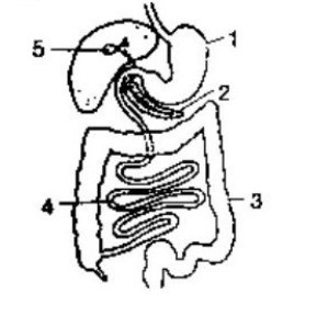 perhatikan gambar berikut. Gambar tersebut adala...