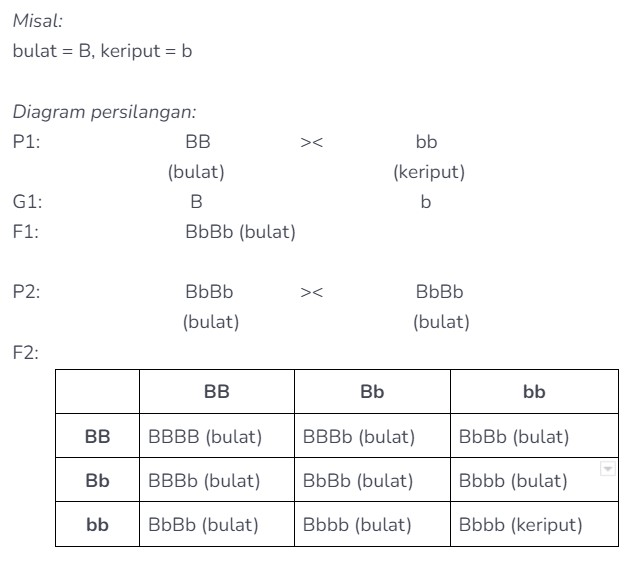 Disilangkan tomat bentuk bulat dengan tomat bentuk...