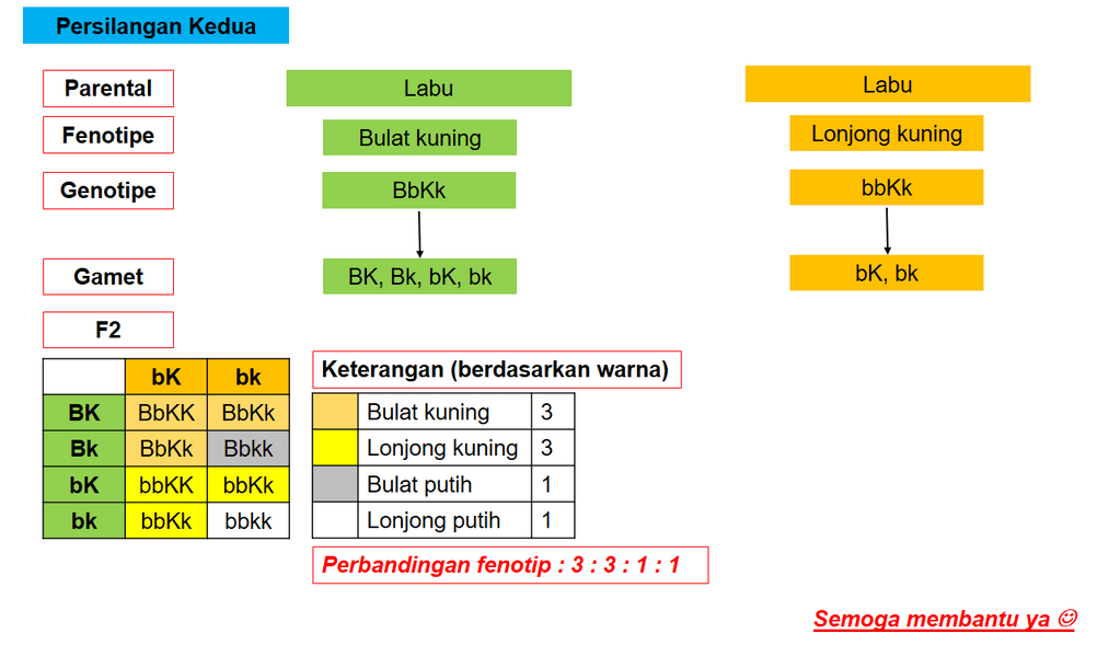 Tanaman labu bulat genotipnya B, dominan terhadap ...