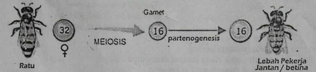 Pernyataan yang tidak sesuai dengan partogenesis p...