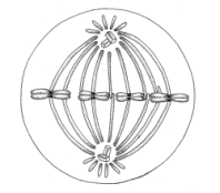 Gambar tersebut menunjukkan tahapan pembelahan sel...
