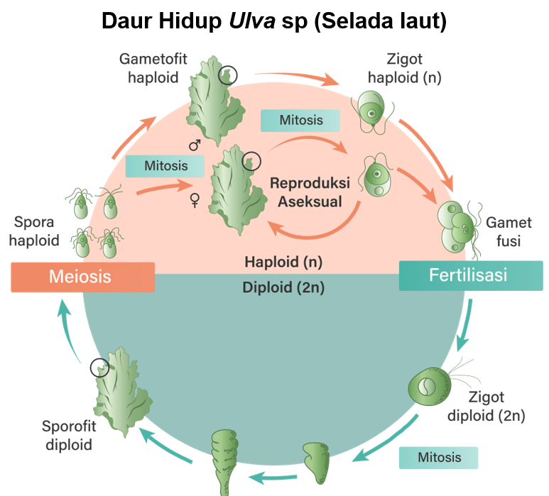 Di bawah ini adalah daur hidup Ulva. Talus gametof...