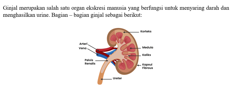 Jelaskan fungsi ginjal dan gambarkan bagian-bagian...