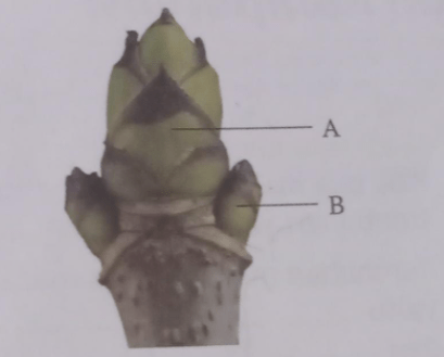 Perhatikan gambar tunas tanaman berikut. a. Beri ...