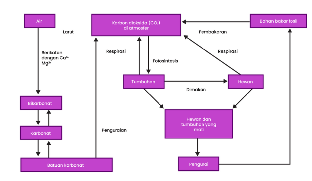 Gambarkan skema daur carbon...