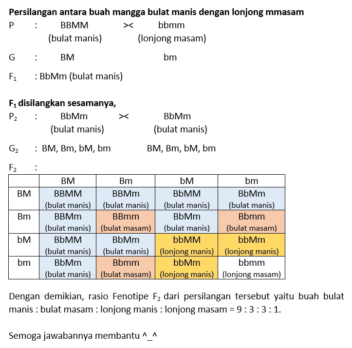 Pohon mangga dengan sifat dominan buah bulat manis...