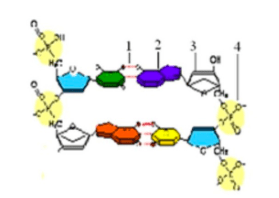 Perhatikan gambar potongan DNA berikut! Berdasark...