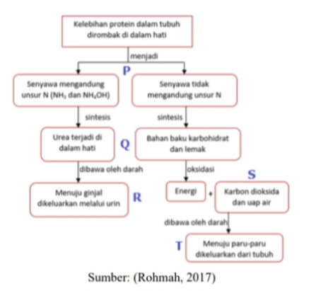 Diagram berikut merupakan proses metabolisme yang ...