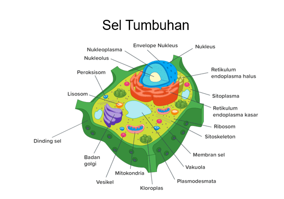 Bagian bagian sel dan fungsinya...