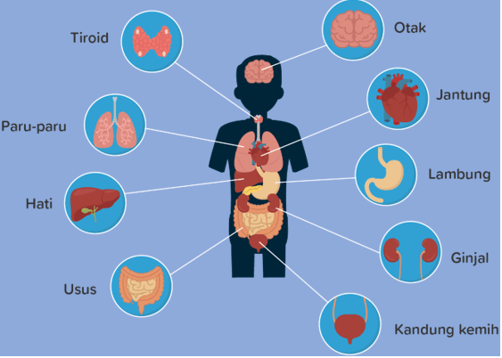 organ oragan manusia terdiri dari...
