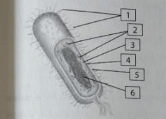 Perhatikan gambar bakteri berikut. Sebutkan bagian...