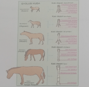 Evolusi Kuda 2 Contoh Perubahan Evolusi Dari Sudut Pandang Biologi