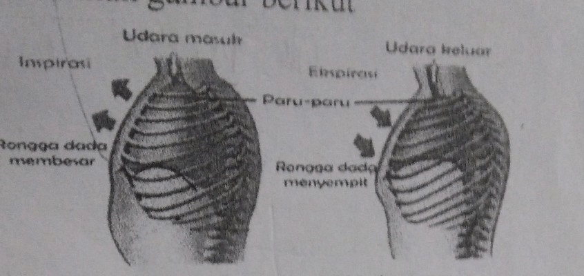 perhatikan gambar berikut udara masuk inspirasi re...