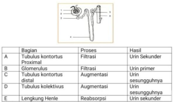Perhatikan gambar nefron di bawah ini! Hubungan y...