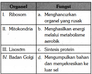 Pasangan organel dan fungsinya yang benar adalah ...