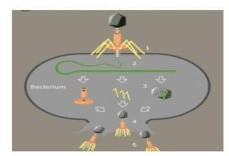 Perhatikan gambar reproduksi Virus secara lisis be...