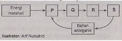 Perhatikan skema aliran energi berikut! Organisme...