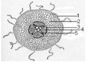 Bagian jaringan akar pada tumbuhan yang berfungsi ...