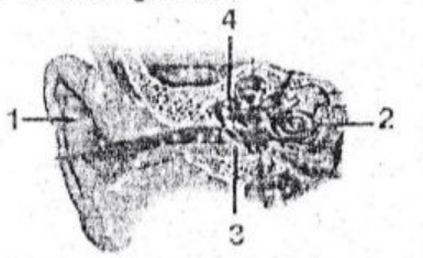 perhatikan gambar bagian telinga yang berisi orga...