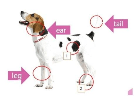 What are the features of dog in number 1 and 2? a....