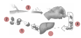 Perhatikan gambar berikut. Fase Sporozoit bereprod...