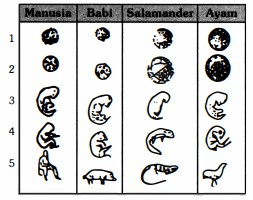 Perhatikan gambar perkembangan embrio pada beberap...