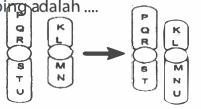 Jenis mutasi kromosom yang terjadi pada diagram di...