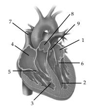 Pada gambar, atrium ditunjukkan oleh nomor .... a....