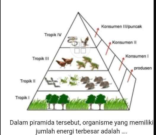 perhatikan gambar piramida berikut! dalam piramida...