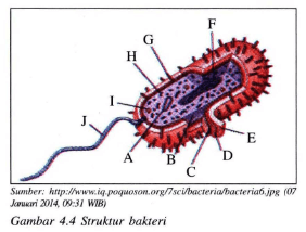 Untuk memahami struktur bakteri perhatikan gambar ...