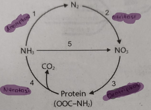 Manakah peristiwa yang terjadi dalam siklus nitrog...