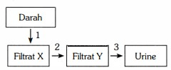Proses yang terjadi pada nomor 2 dan filtrat X sec...