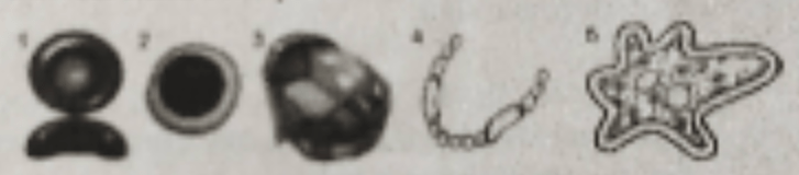 Berikut ini bentuk macam sel yang diamati di bawah...